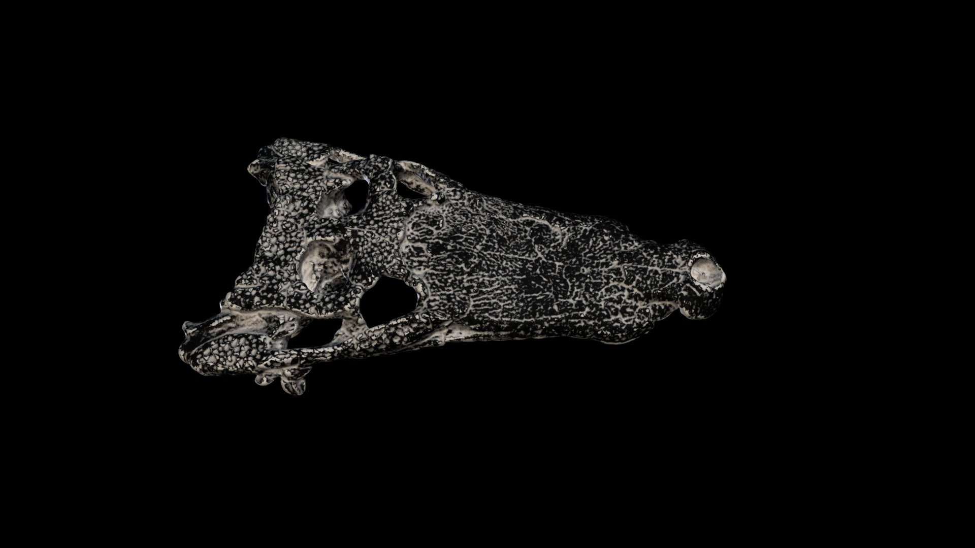 Crane de Goniopholis (crocodile fossile) - 3D model by DIGISCAN3D ...