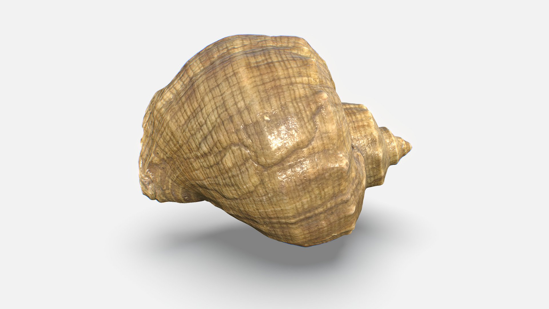 Seashell - Buy Royalty Free 3D model by KSFX.NO (@KSFX) [fe11768 ...