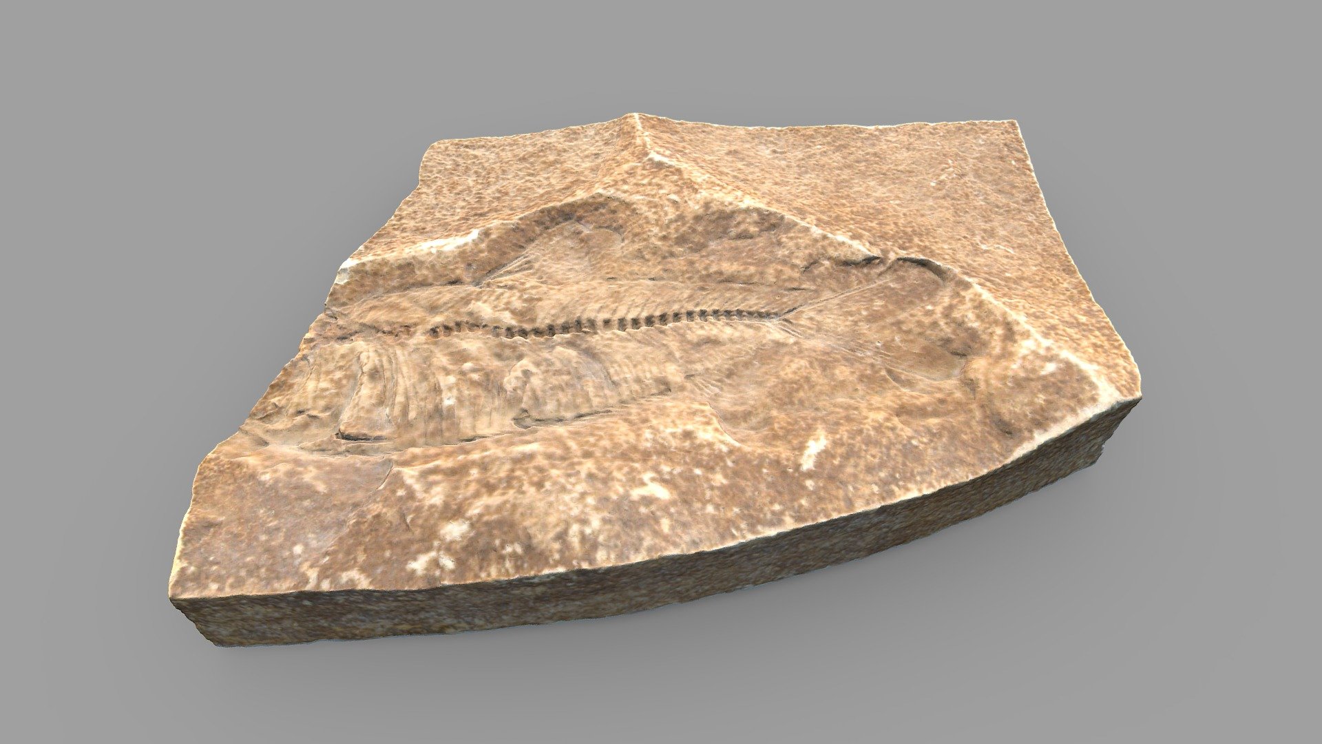 Fossilized Fish 3D Scan - Download Free 3D model by Laser Design ...