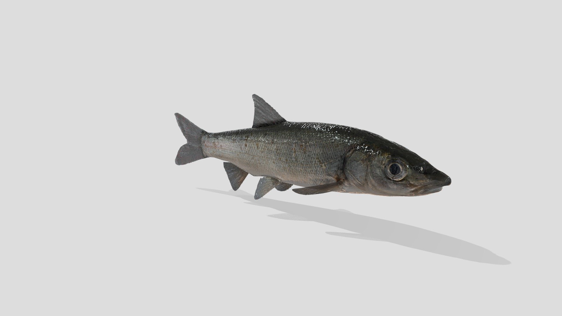 Redside Dace - 石斑魚 (JRFP) - 3D model by bunnopen [fe17859] - Sketchfab