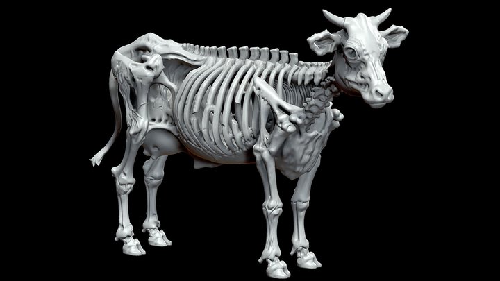 Cow 3D models - Sketchfab