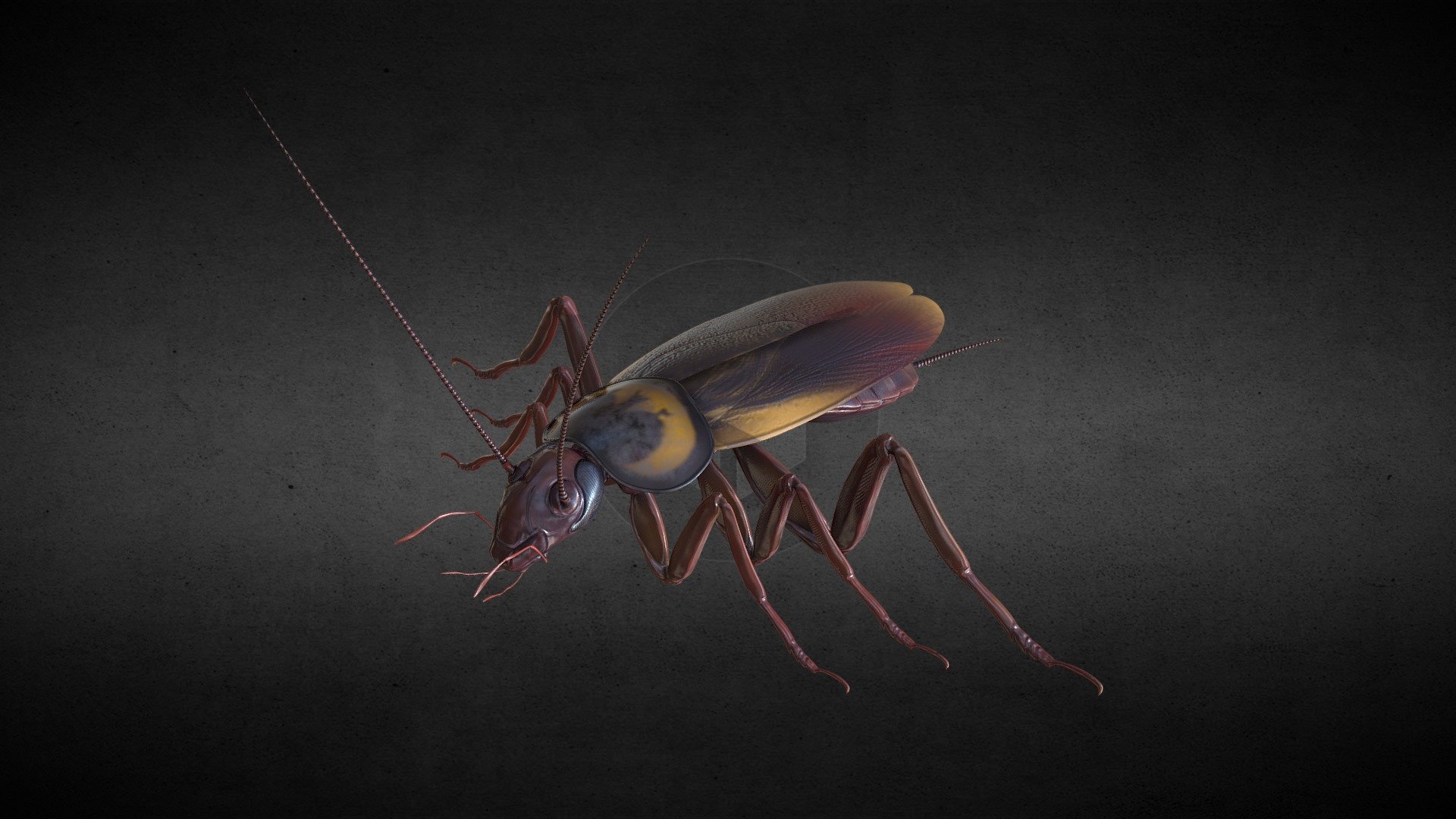 cockroach - 3D model by Dhiraj.Ambre [fe1eb60] - Sketchfab