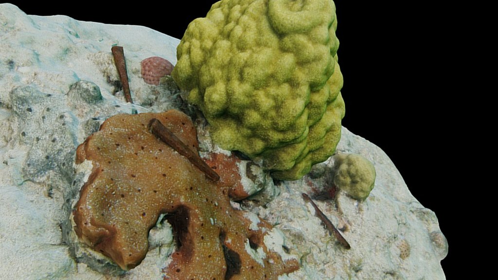 Coral-Sponge Competition May 2016 - 3D model by Lauren Olinger PhD (@l ...