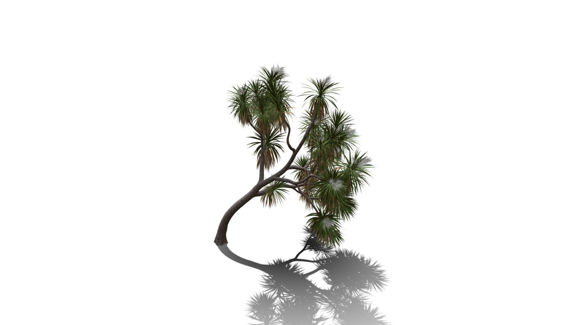 Realistic HD Cabbage tree (24/50) - Buy Royalty Free 3D model by ...