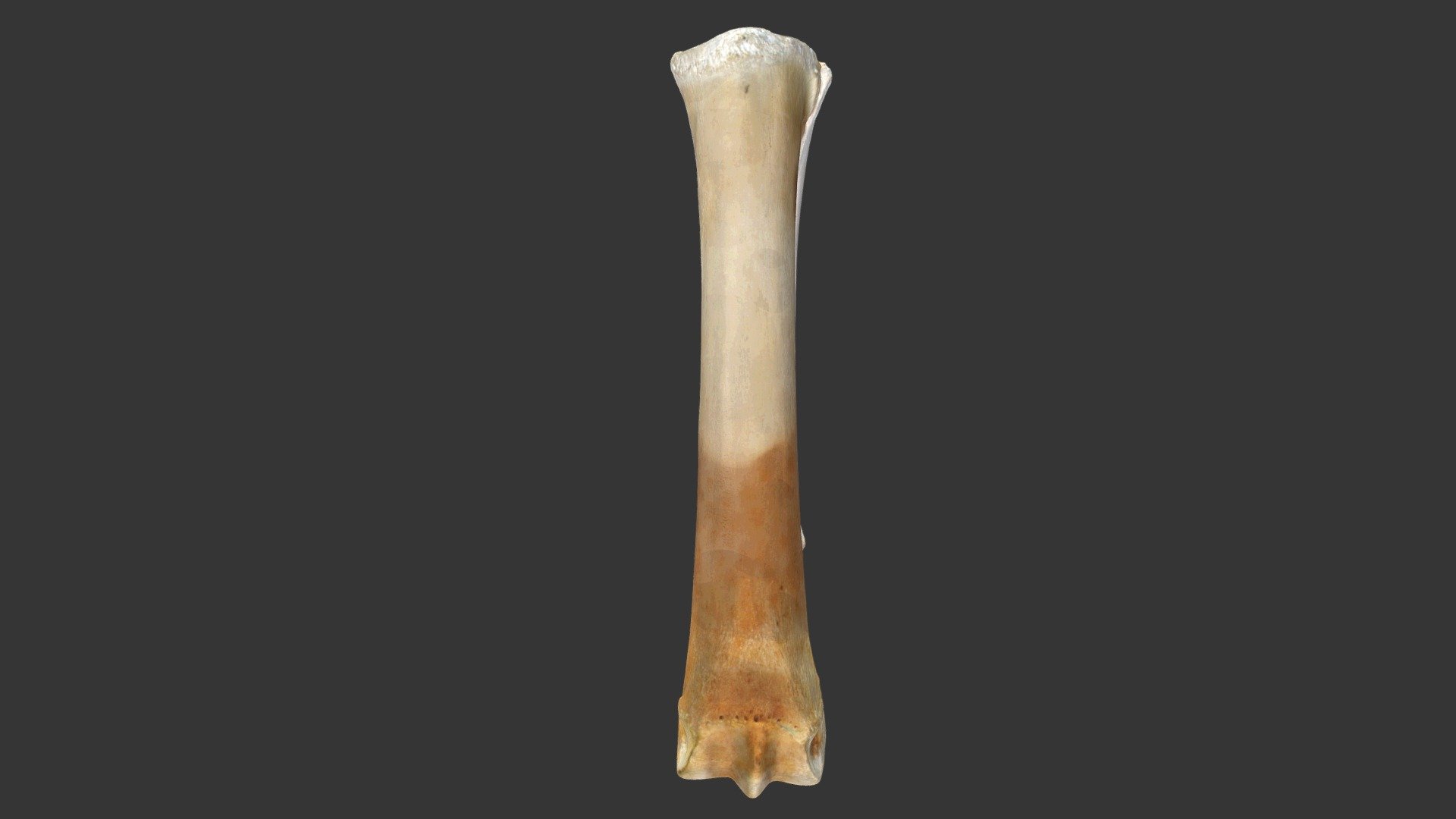 Caballo: Metatarso - 3D model by PaleoLab-ULE [fe2c7de] - Sketchfab
