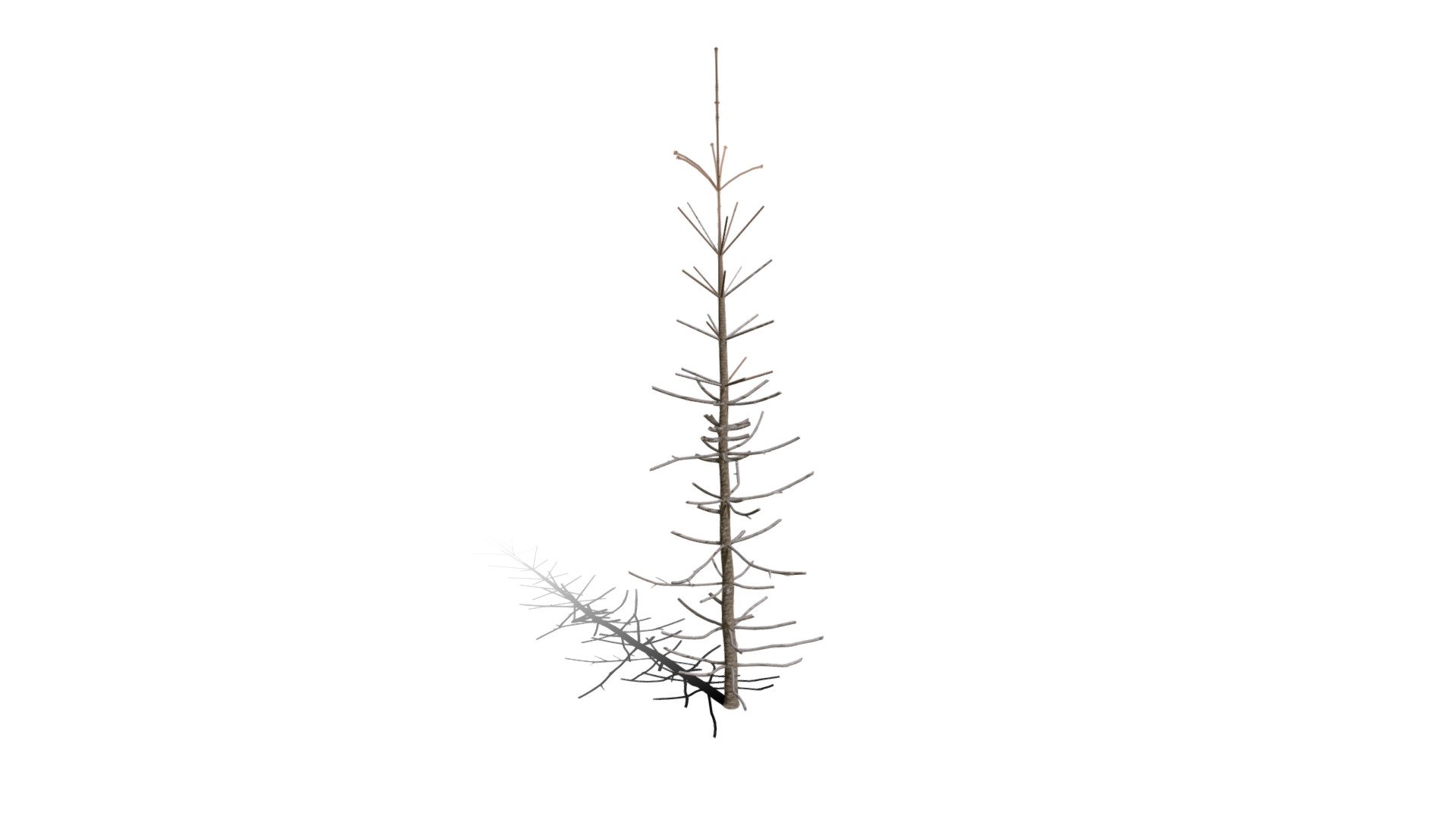 Realistic HD Colorado Blue spruce Koster (36/43) - Download Free 3D ...