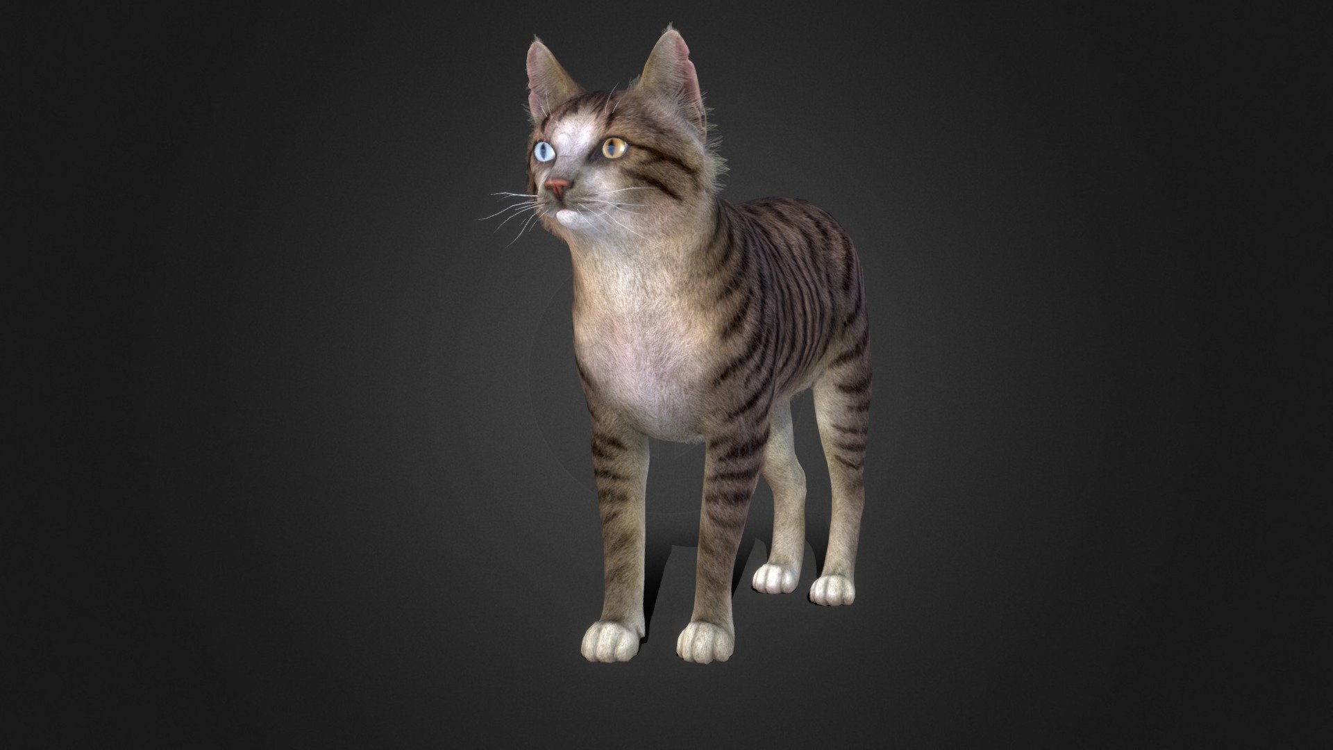 Cat Stray - Buy Royalty Free 3D model by RedDeer (@billl90) [fe3b23b ...