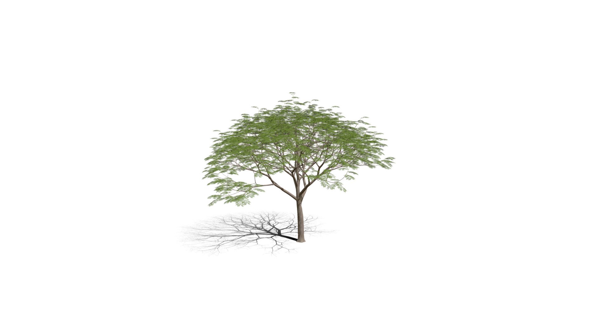 Realistic HD Chinese flame tree (19/20) - Download Free 3D model by ...