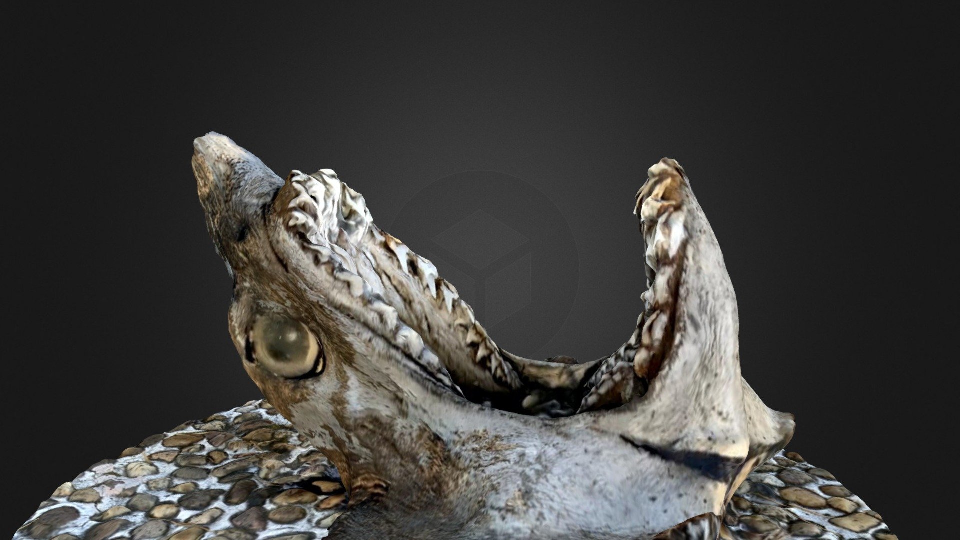 Shark Head - Buy Royalty Free 3D model by Yimit [fe44316] - Sketchfab Store