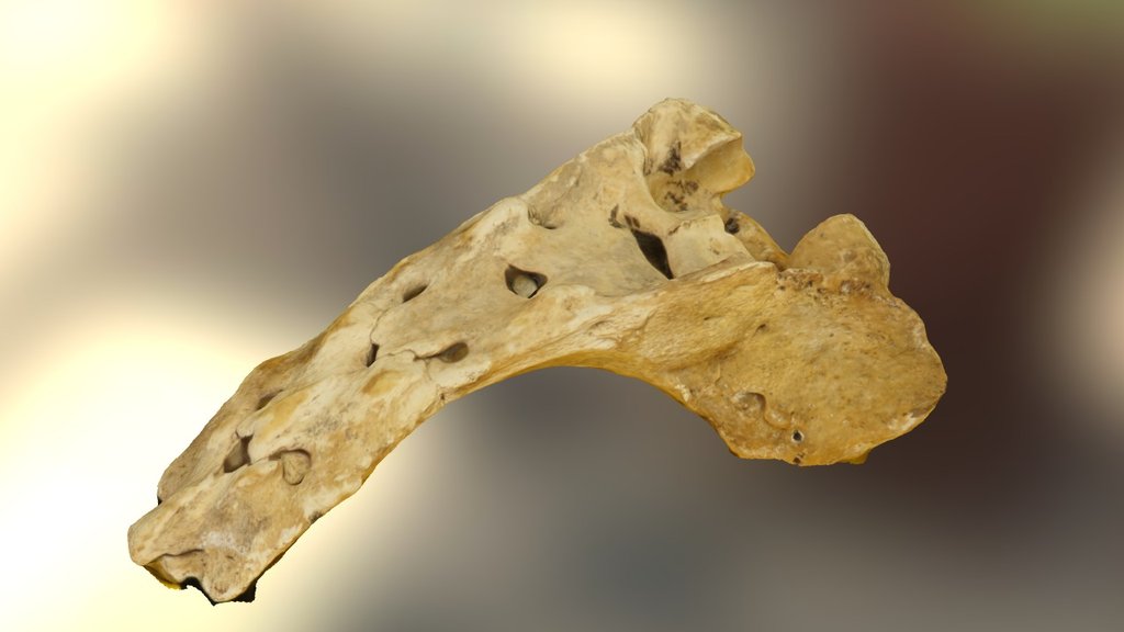 Mystery Bone Feb 2016_1 - 3D model by zooarchamanda [fe46f0c] - Sketchfab