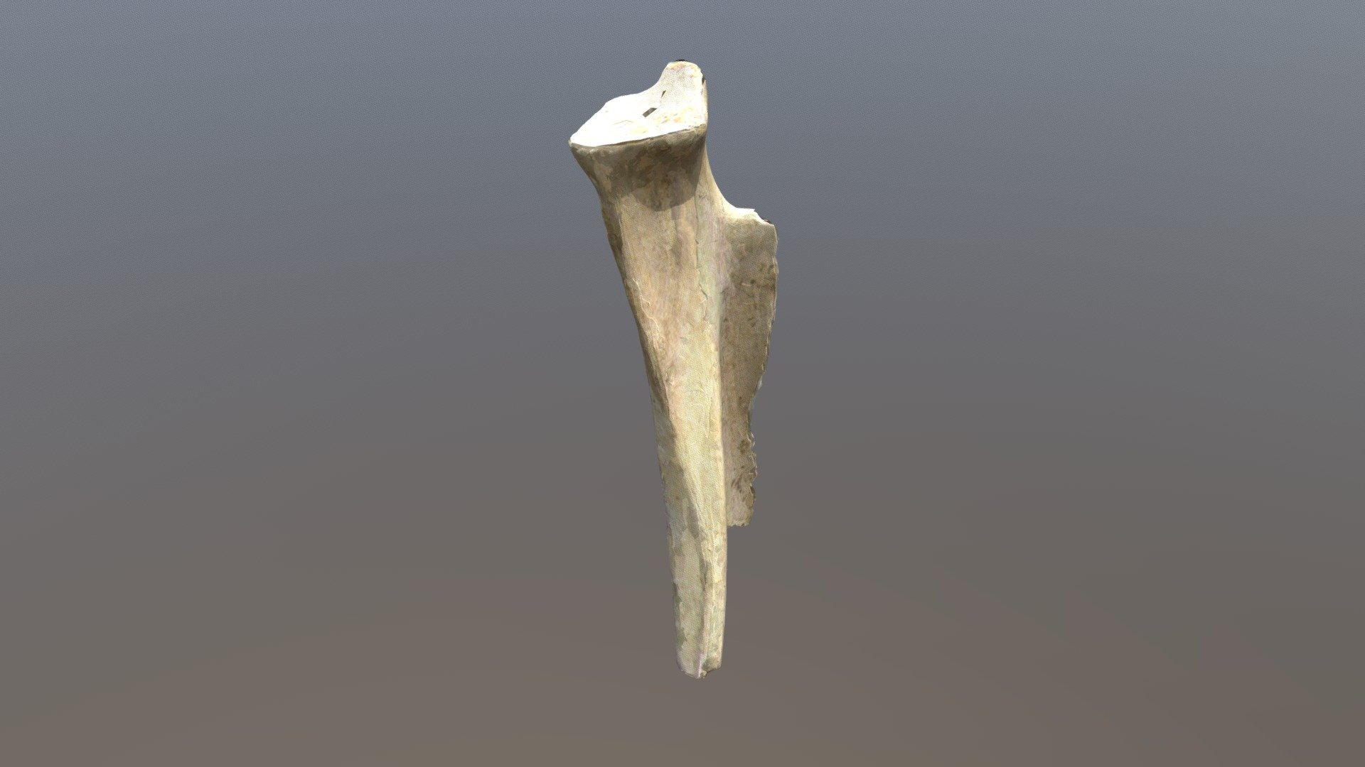 cow scapula - 3D model by Josie (@Jwallace96) [fe565e6] - Sketchfab