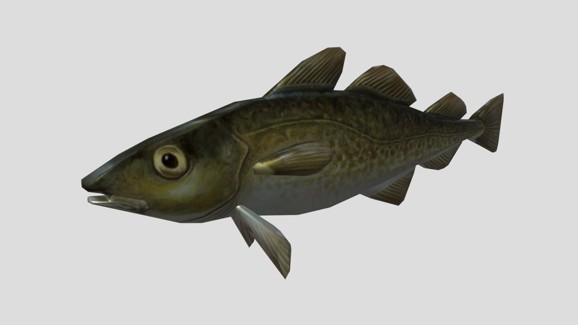 Fish Type Cod Animated - 3D model by LordSamueliSolo (@LadyLionStudios ...