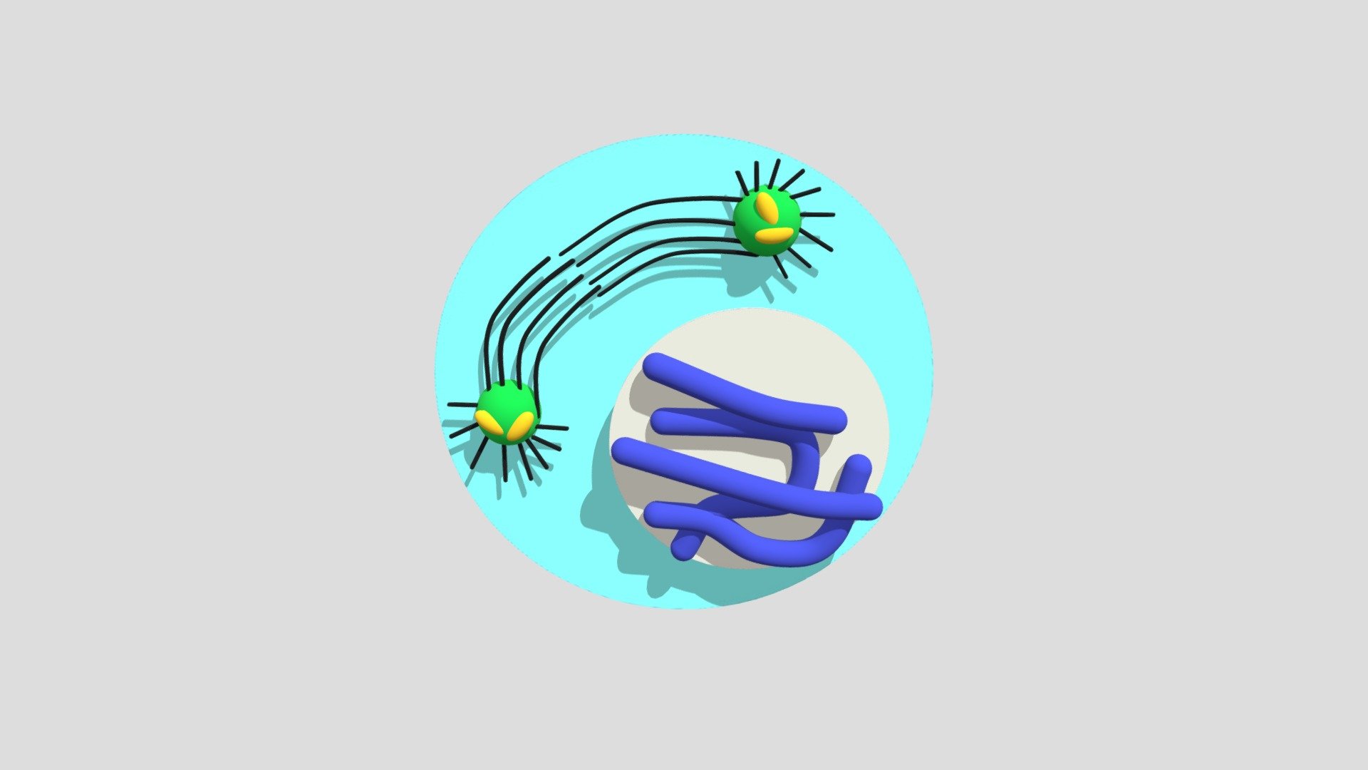 Profase - Download Free 3D model by IrgiIndrawan [fe6447e] - Sketchfab
