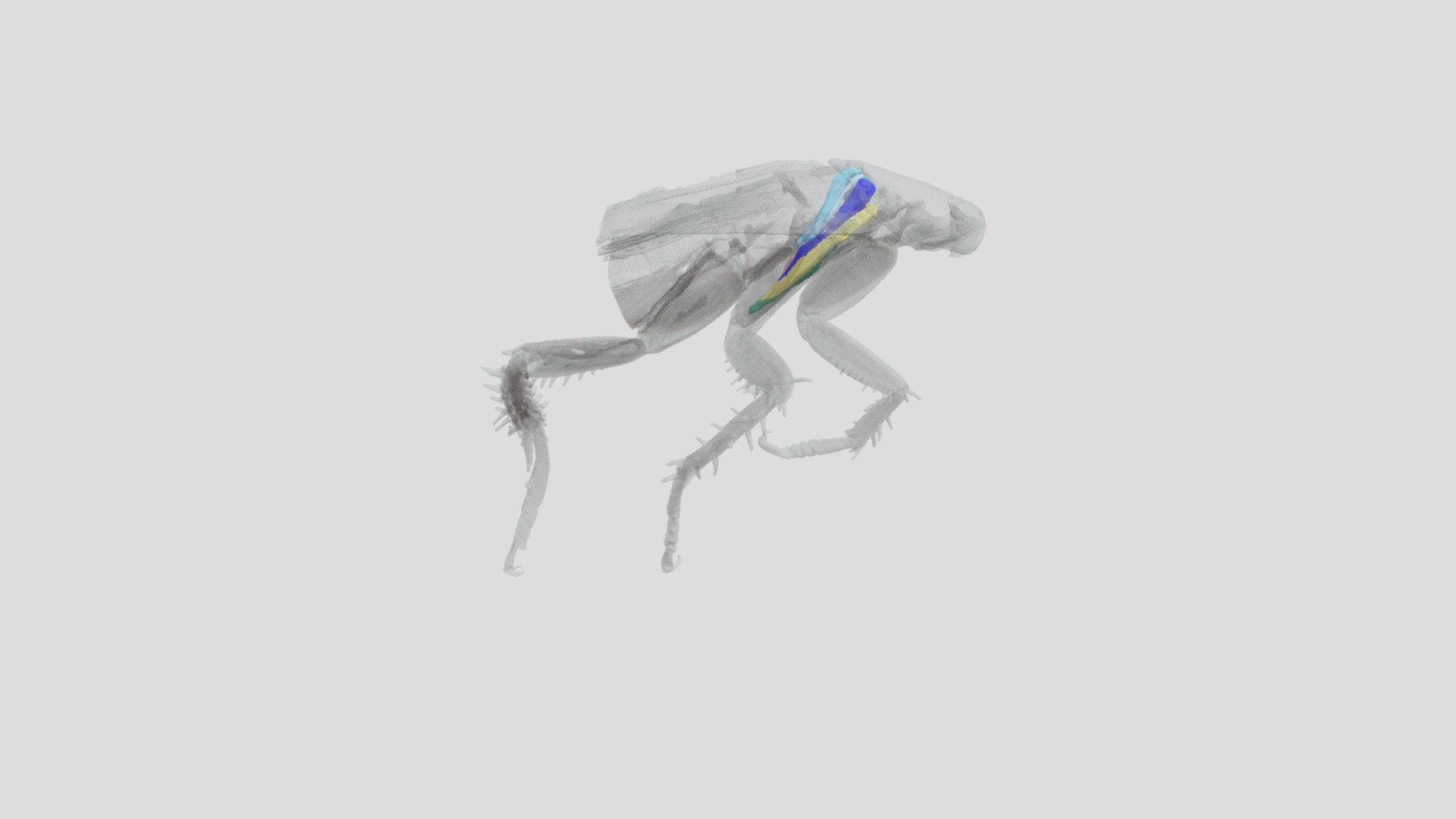 Periplaneta-americana_Extrinsic-Musc_Midleg_1 - 3D model by FabsenMc ...