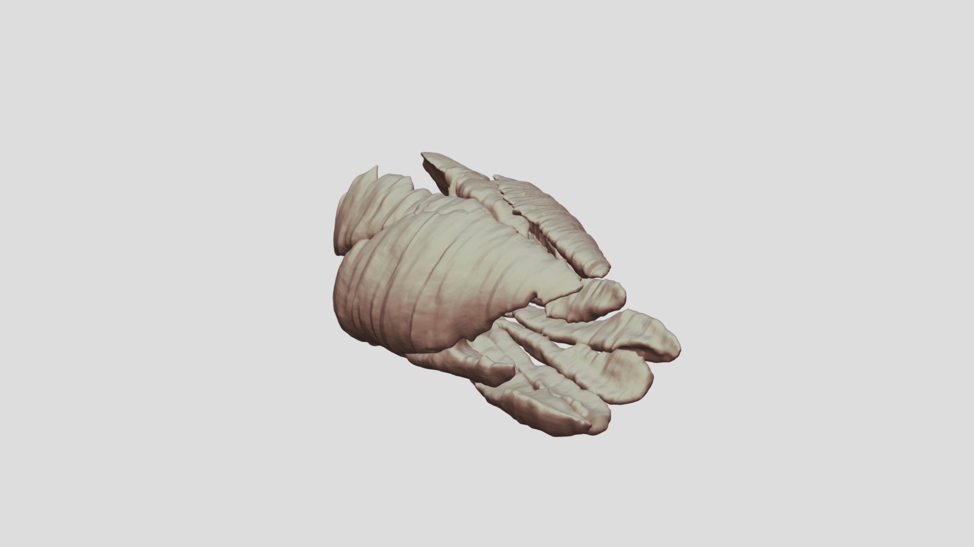 Muscles of Proteus anguinus - Download Free 3D model by GigaScience ...