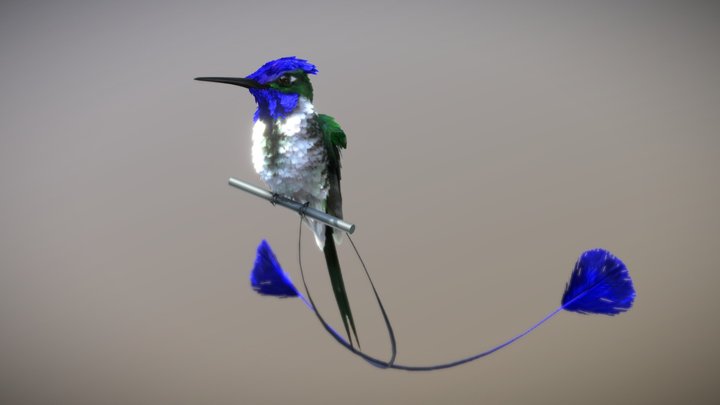 Hummingbird 3D models - Sketchfab