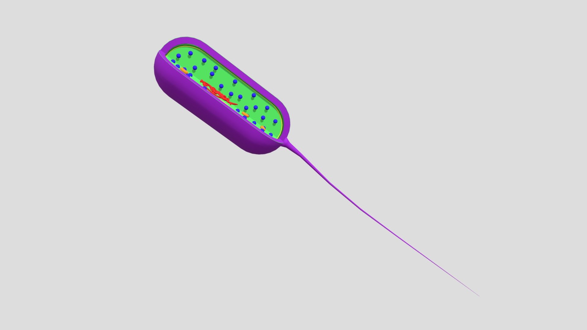 MICROUGHS_Bacillus Subtilis_Alvarez_Cabrera_Cruz - 3D model by Rez ...