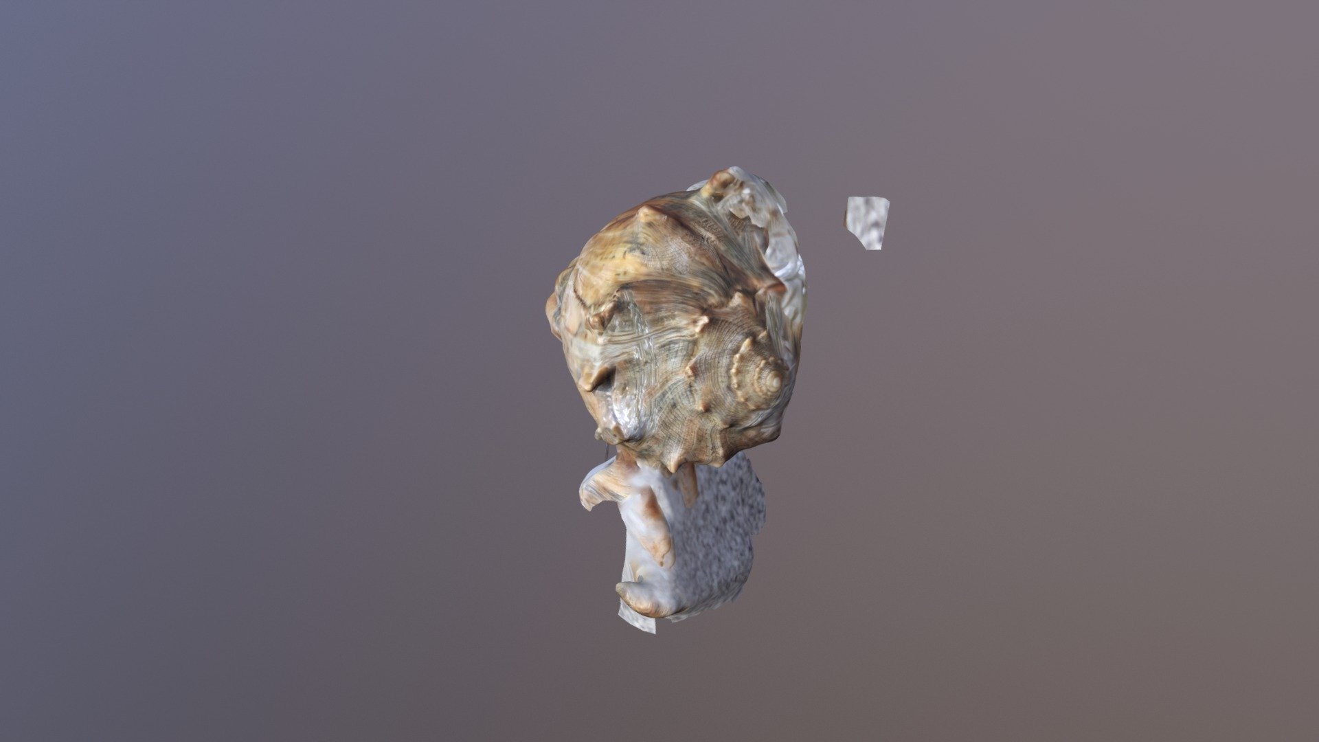 Shell - 3D model by steven.traver [fe8710e] - Sketchfab