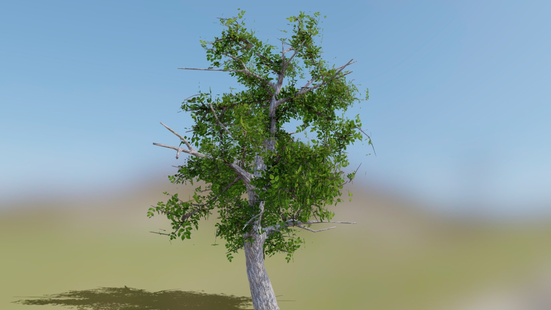 SHC Lowpoly Tree 2020 - 3D model by denniswoo1993 [fe90191] - Sketchfab