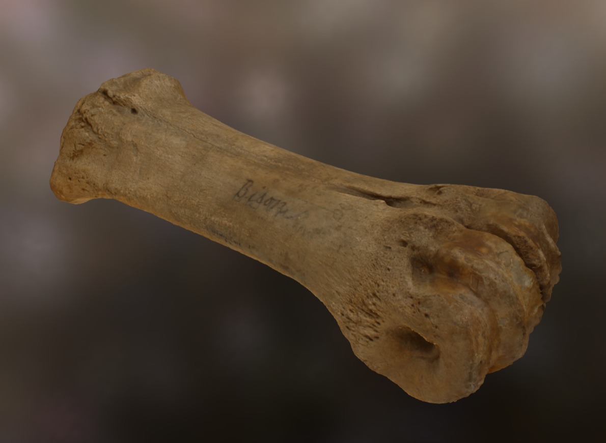Bison Leg Bone (115,000 years old) - Download Free 3D model by ...