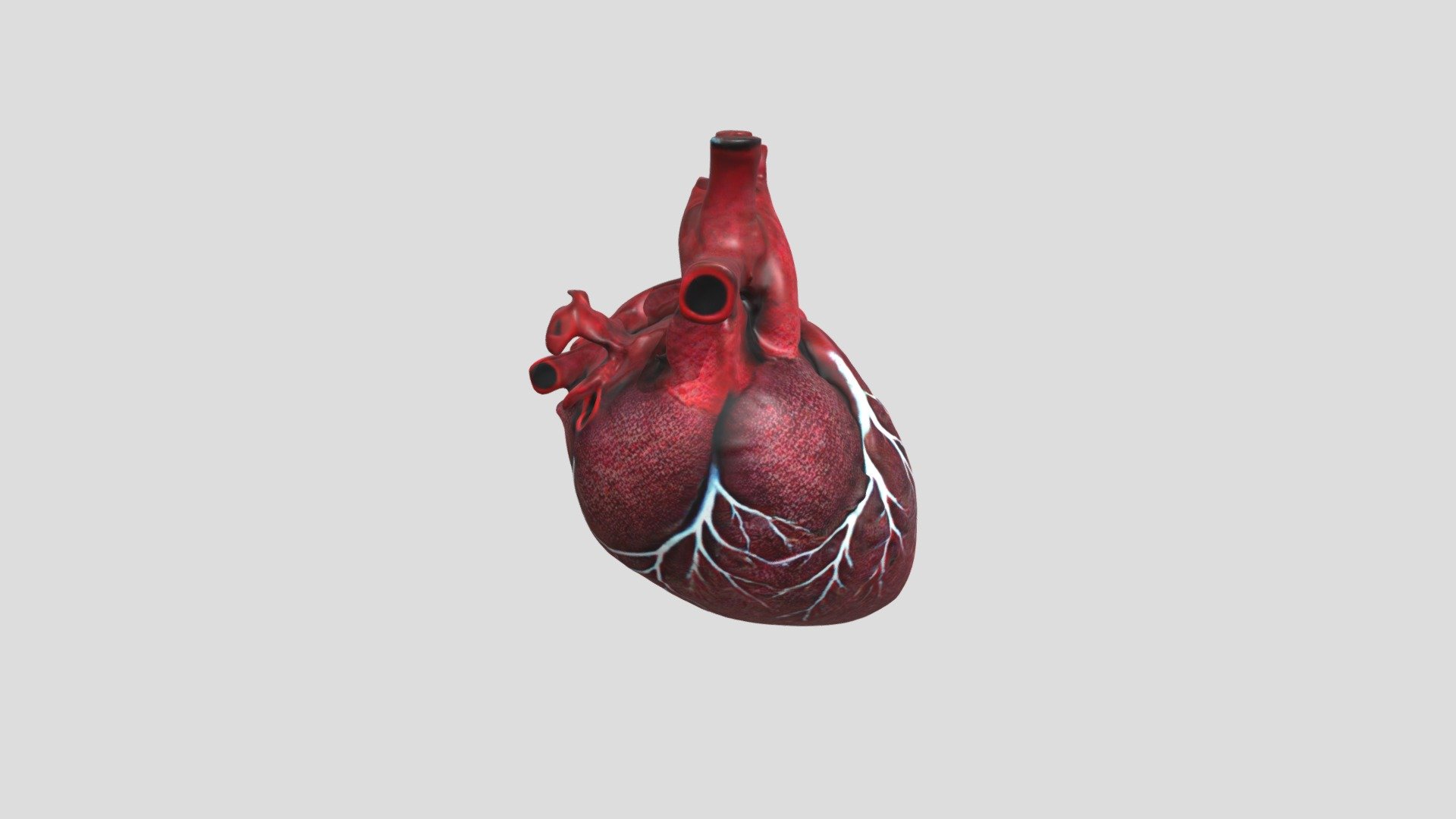 human_heart__photo - Download Free 3D model by multispets [fe9ccbc ...