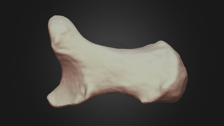 Pisiform 3D models - Sketchfab