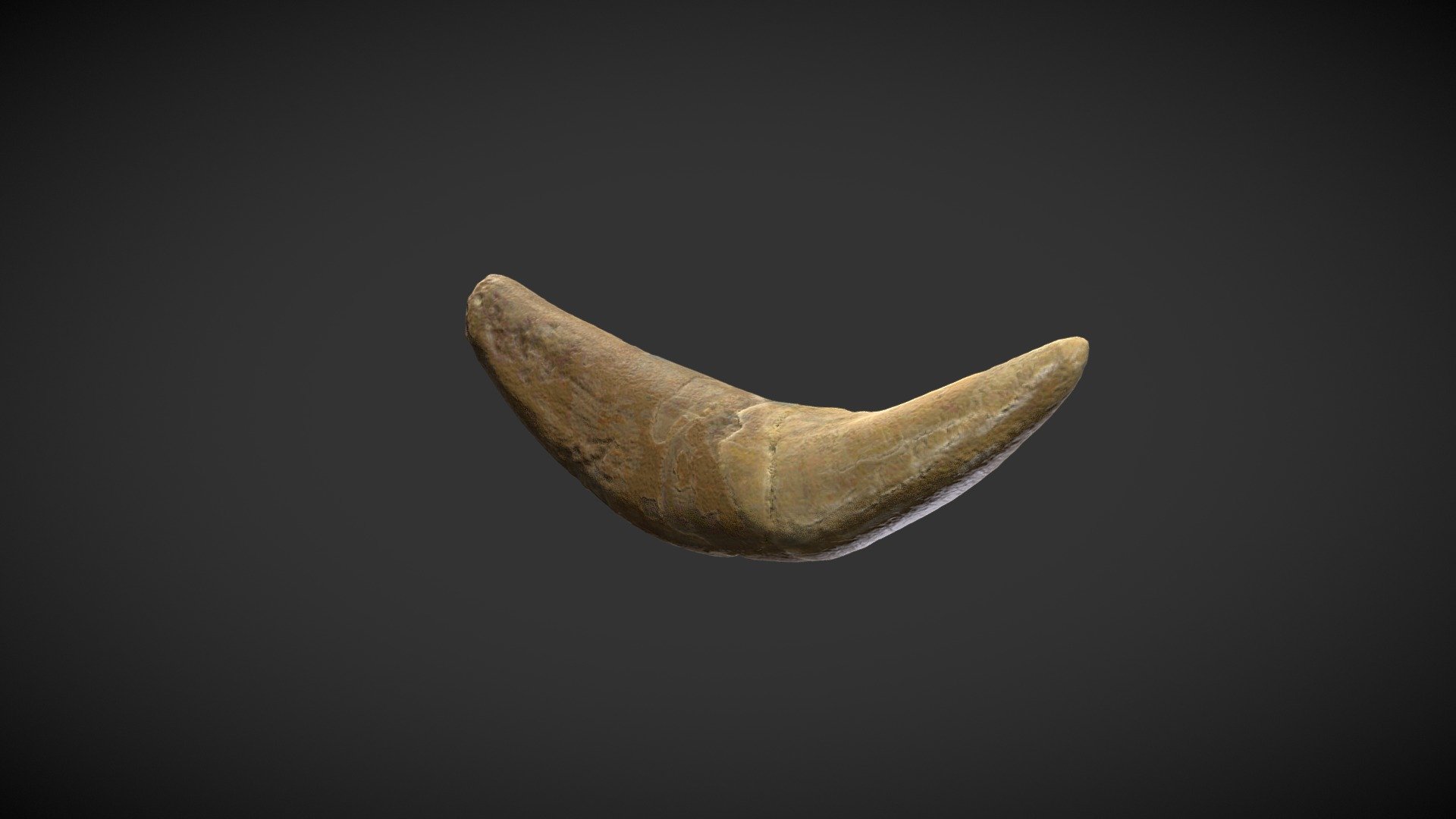 Hemicyon stehlini - 3D model by Museum de Toulouse (@museumdetoulouse ...
