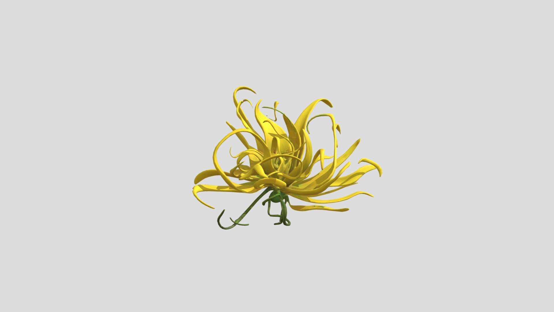 Radiant Bloom - 3D model by fatimarida3454 [fe9feec] - Sketchfab
