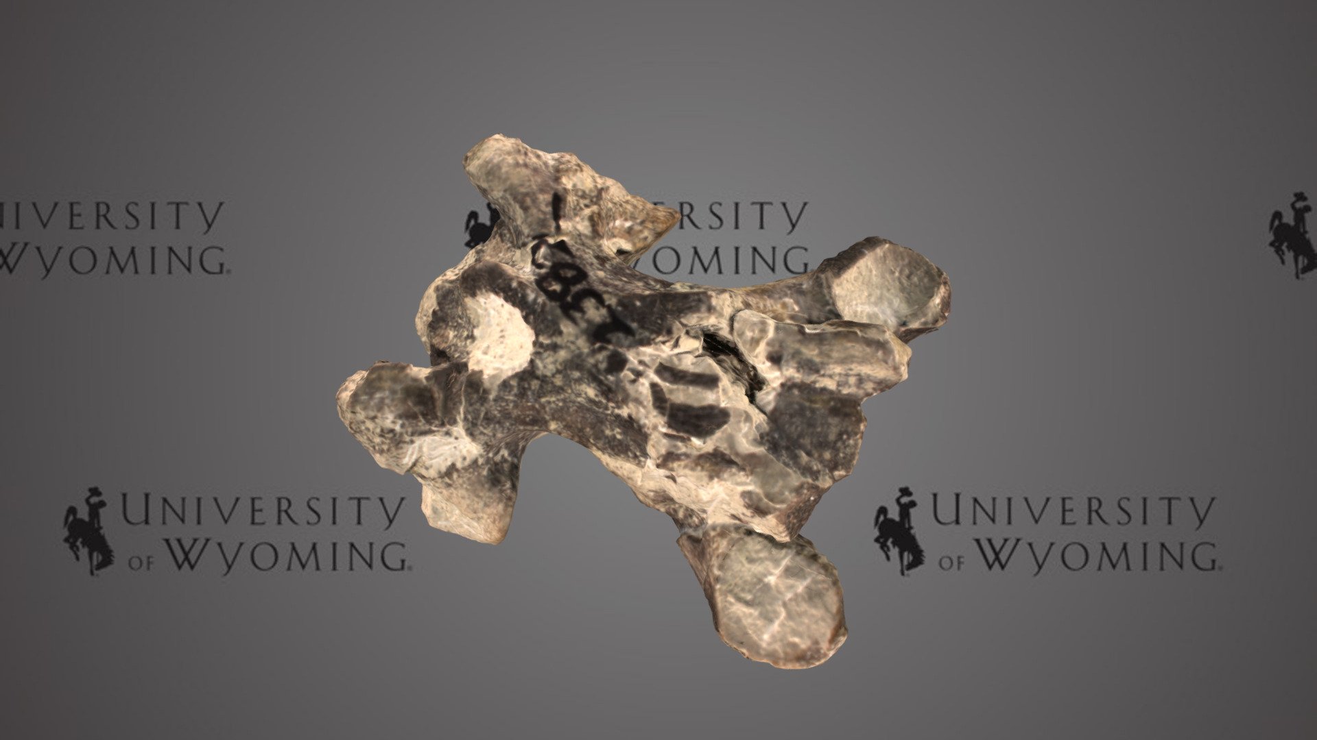 UW2382 B - Trionychidae, Caudal Vertebrae - Download Free 3D model by ...