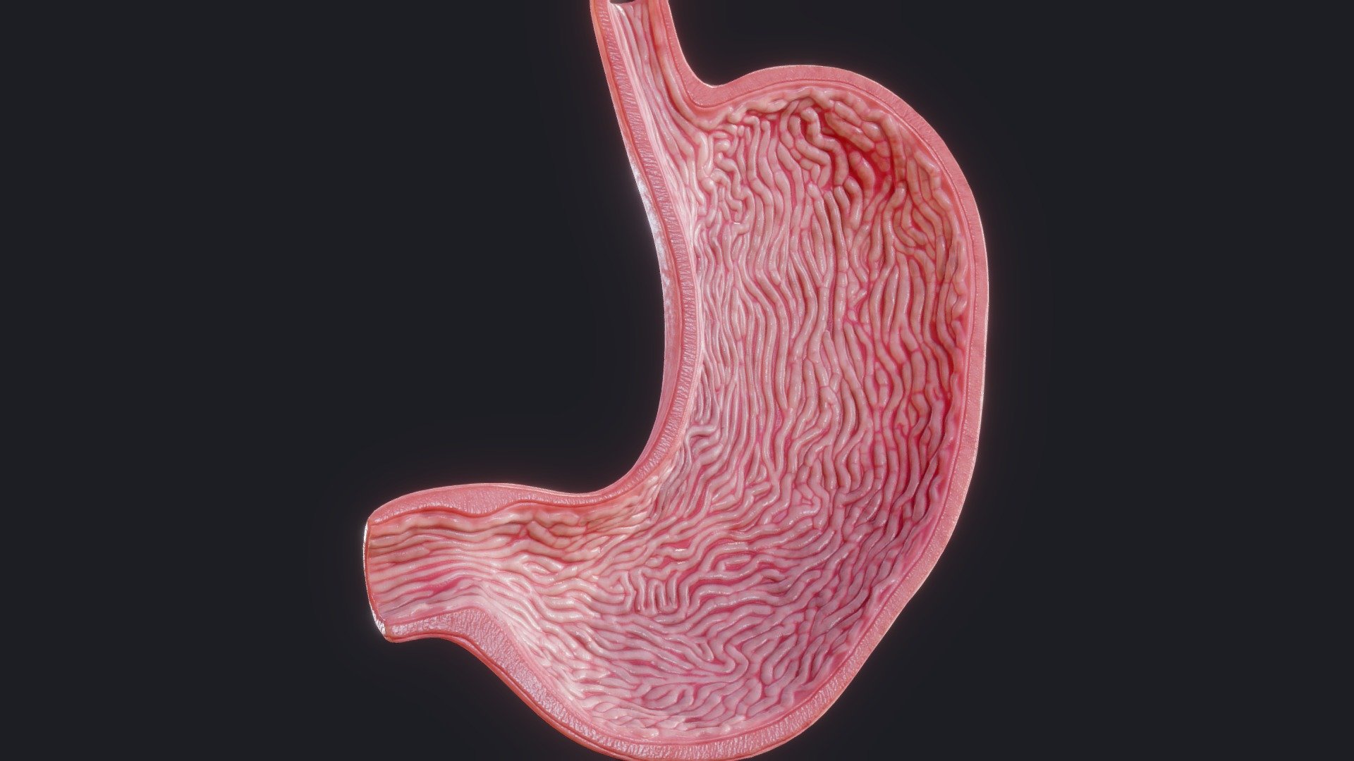 Human Stomach Cross Section - Buy Royalty Free 3D model by zames1992 ...