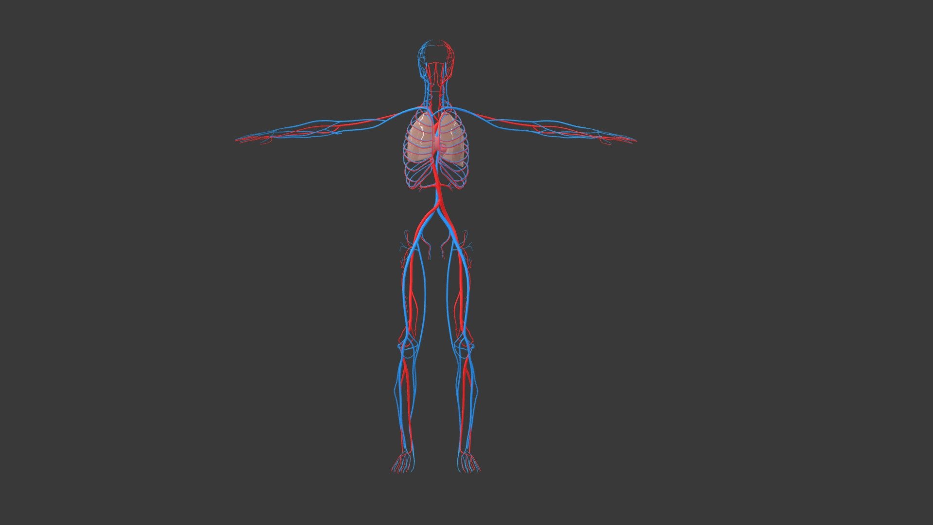 Circulatory System - 3D model by br4d86 [feac845] - Sketchfab