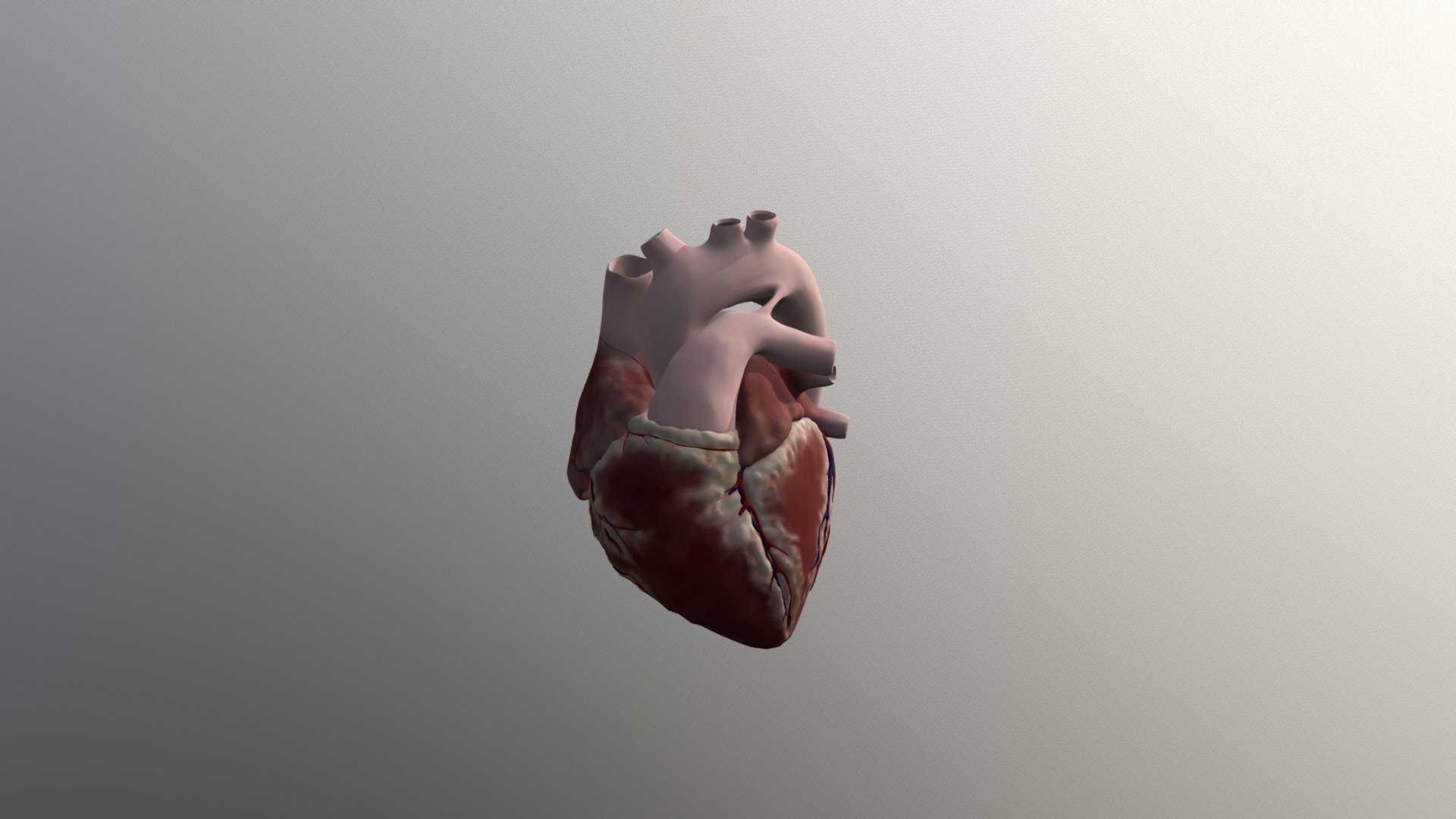 normal_neonatal_heart - 3D model by Mvanleengoed [feb9868] - Sketchfab