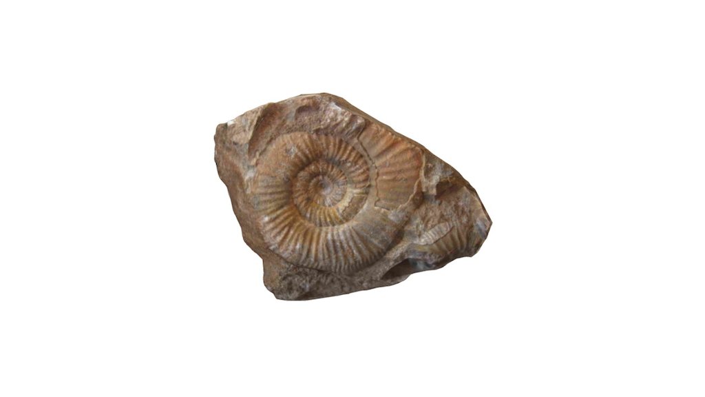 Fossil Ammonites LOD1 - 3D model by Free 3D Models (@free3dmodels ...