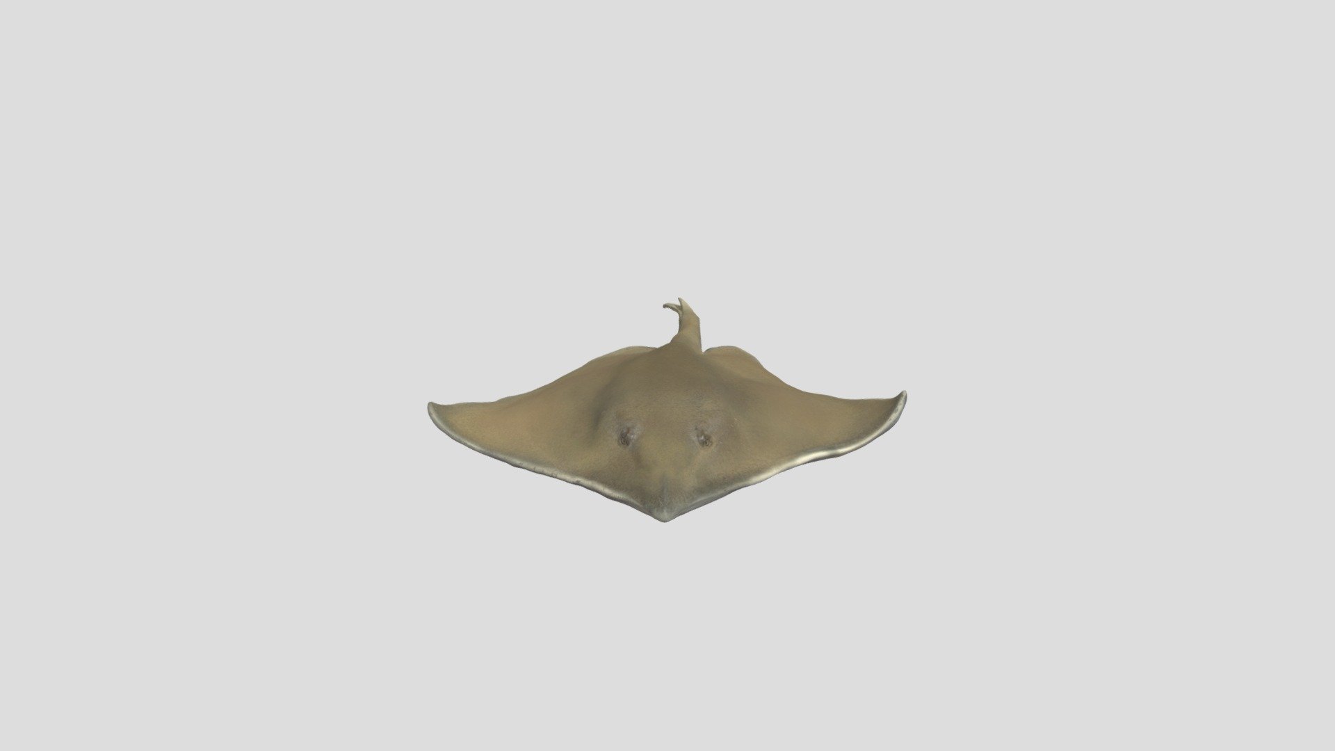 Common Stingray - Download Free 3D model by SharkModelzCreator (@liamgarro2012) [fec14c4 ...