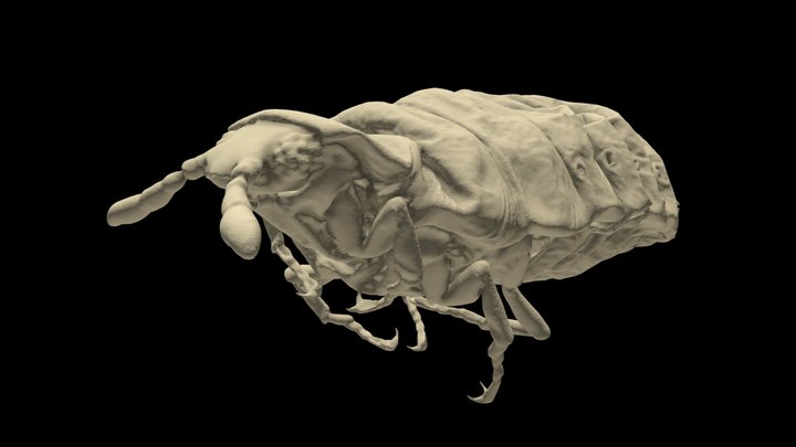 Parasite 3D models - Sketchfab