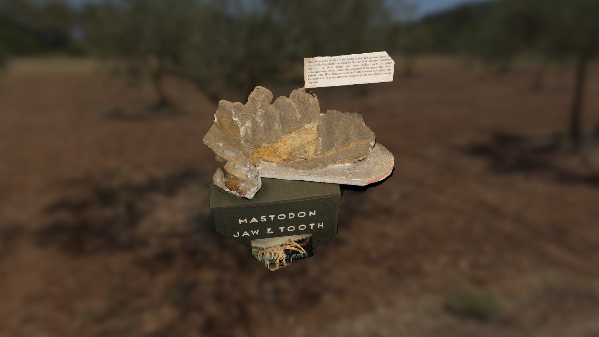 Mastodon Jaw and Tooth - 3D model by ESUEarthSci [fec9654] - Sketchfab