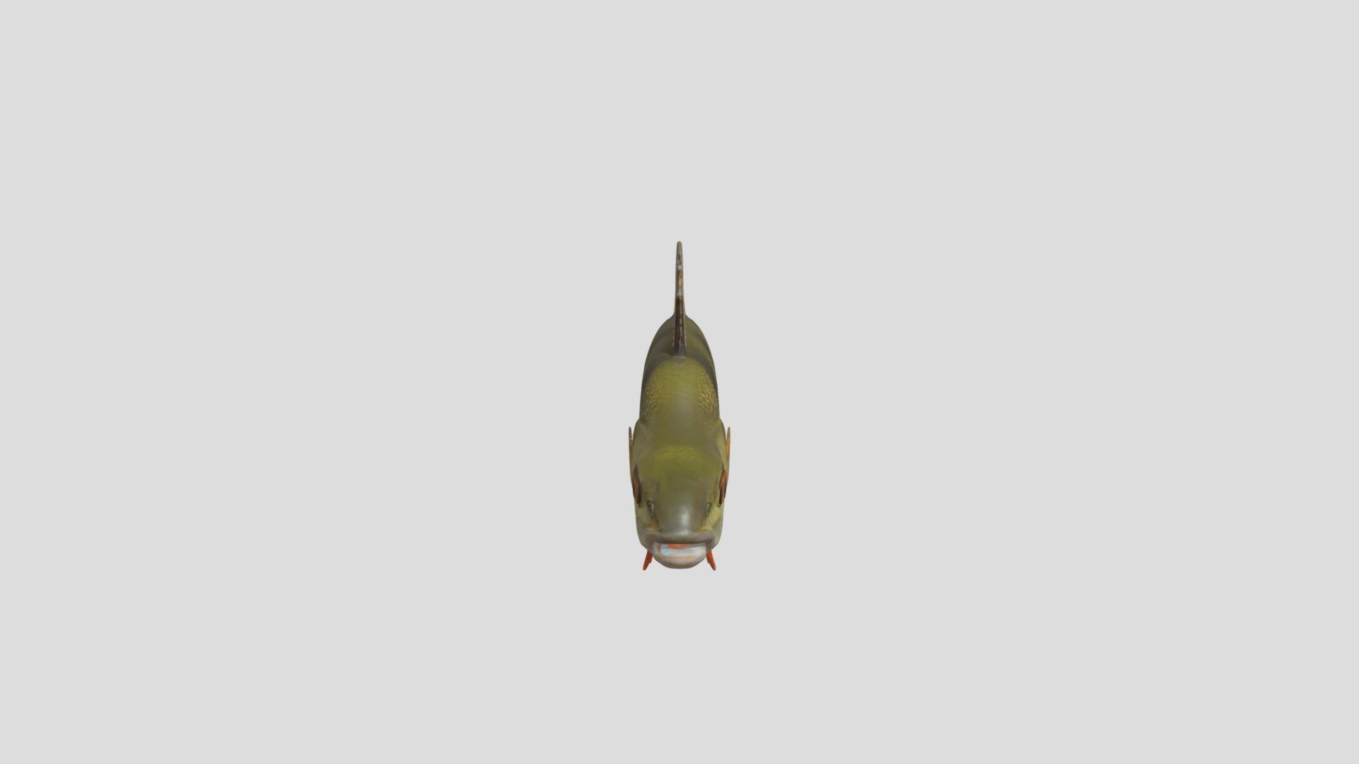 European perch - Download Free 3D model by animalica [fecae0f] - Sketchfab