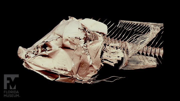 Deep-sea-fish 3D models - Sketchfab