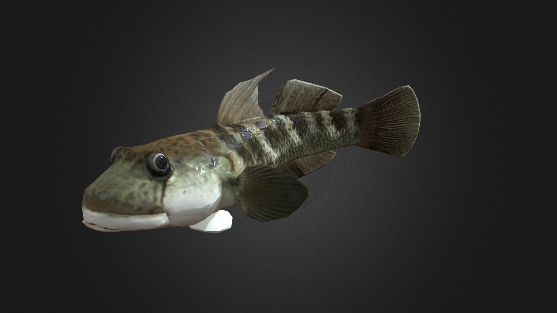 Animal-Monk Goby - Buy Royalty Free 3D model by FLYRICE (@superrice1983 ...