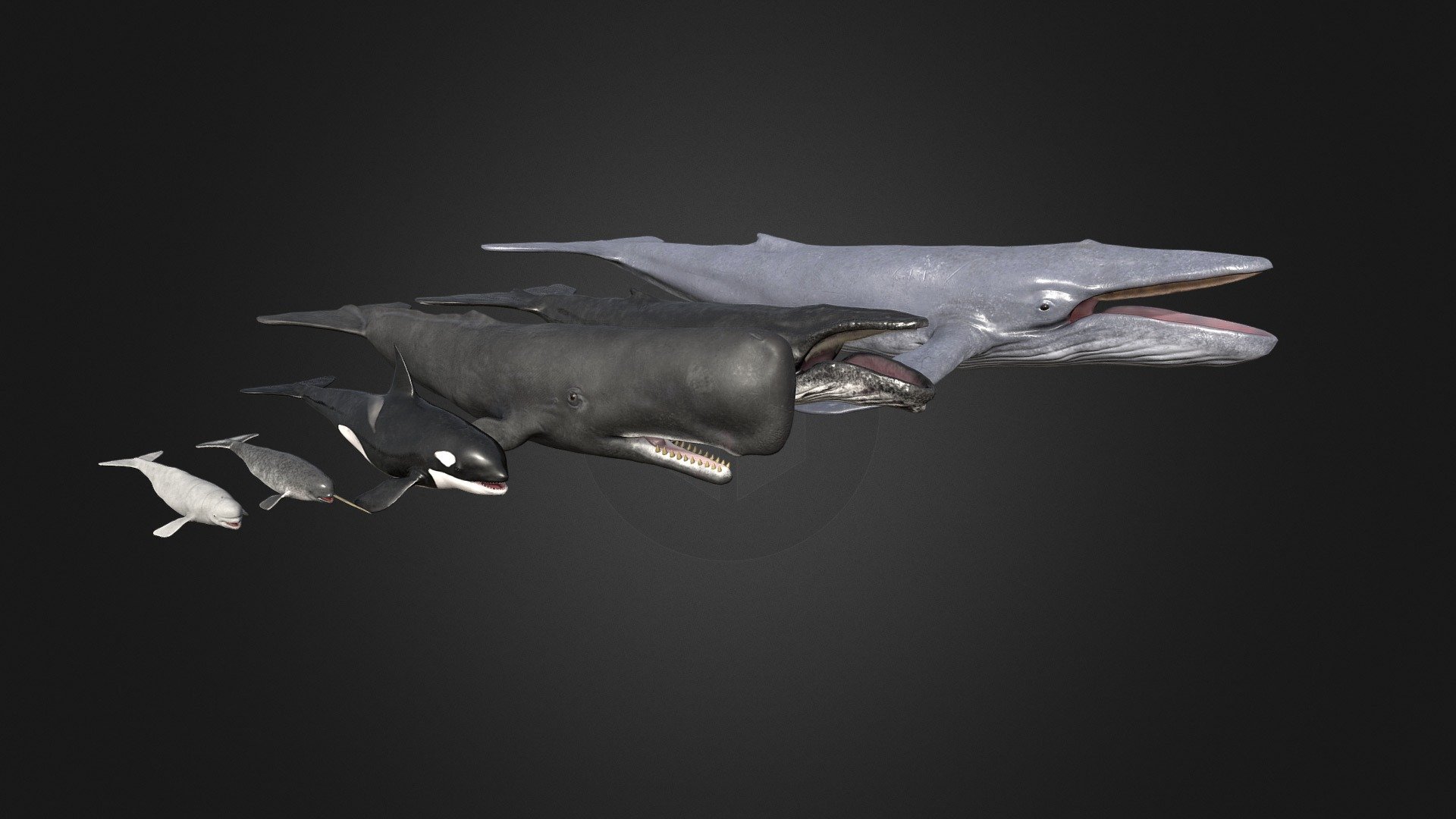 Whales pack - Buy Royalty Free 3D model by Rifat3D [fee1921 ...