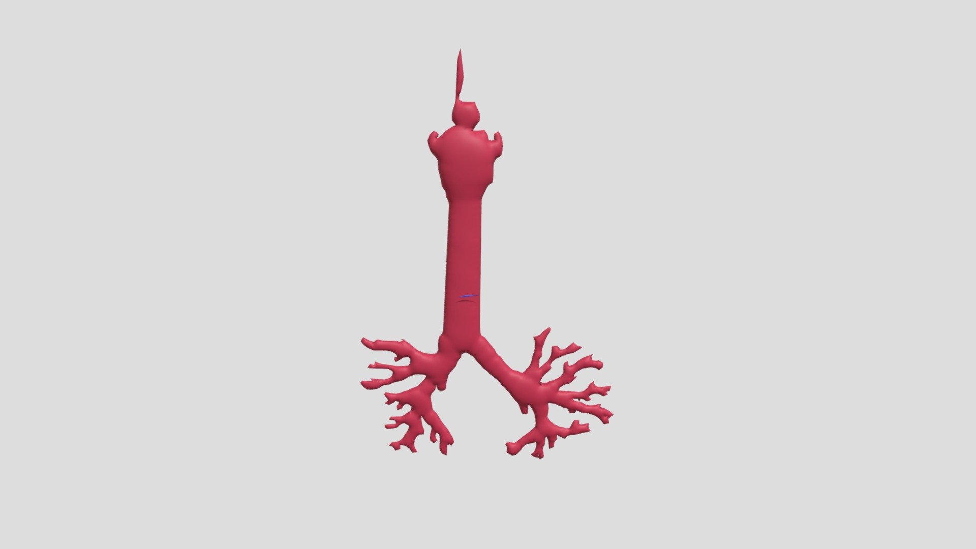 Trakea Manusia - Download Free 3D model by nauvalpkl2222 [fee2e6a ...