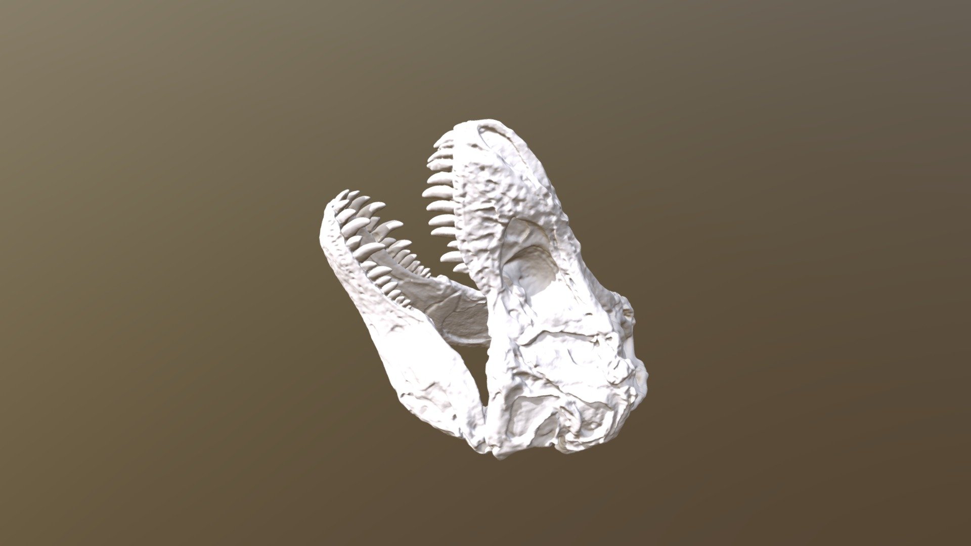 cranio_9_rex - 3D model by pikaia (@pikaia2) [fef6244] - Sketchfab