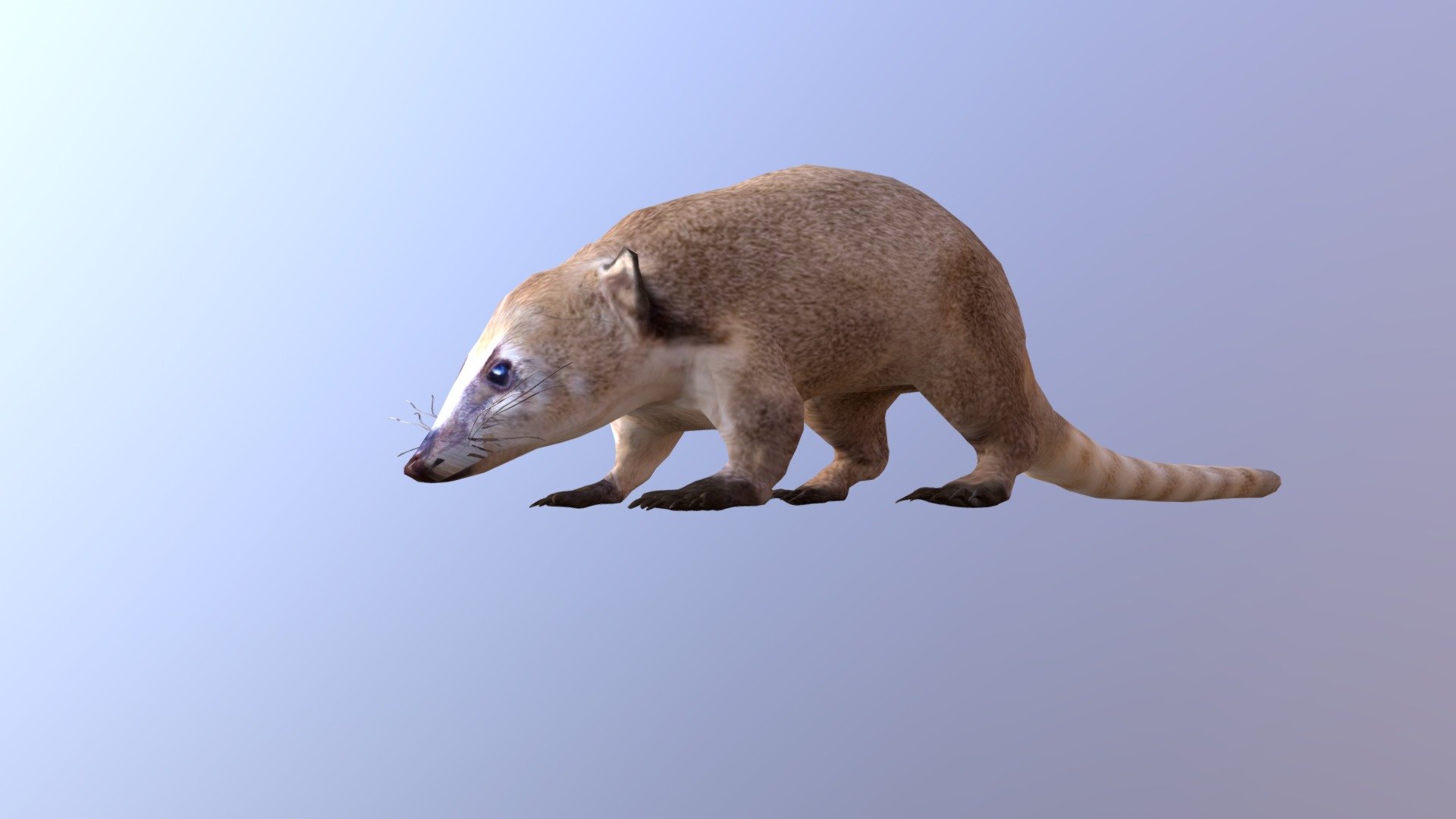 Coati - Buy Royalty Free 3D model by 3dlowpoly [fef7f73] - Sketchfab Store