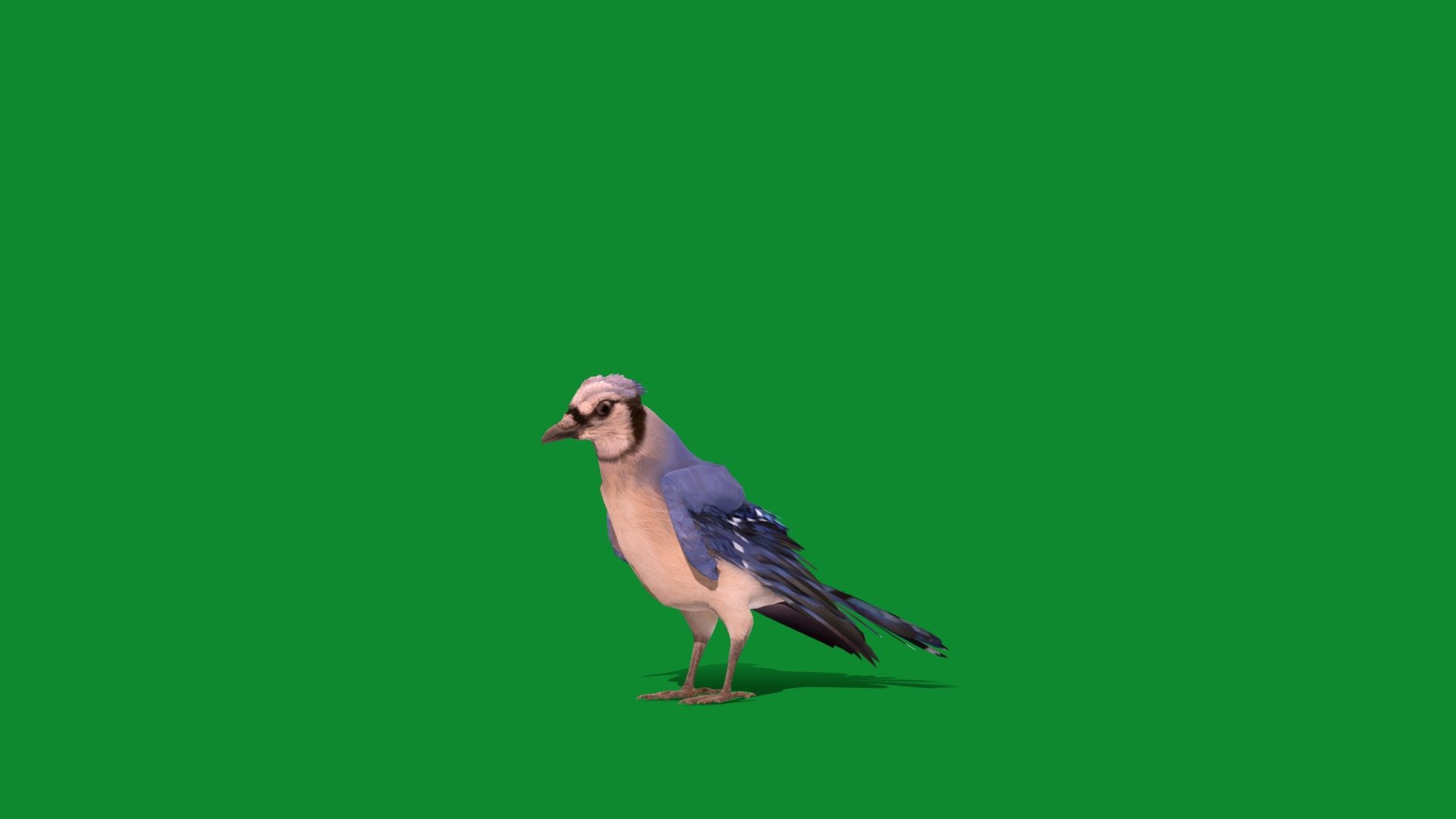 Blue Jay Bird - Buy Royalty Free 3D model by Nyilonelycompany [fefbbb5 ...