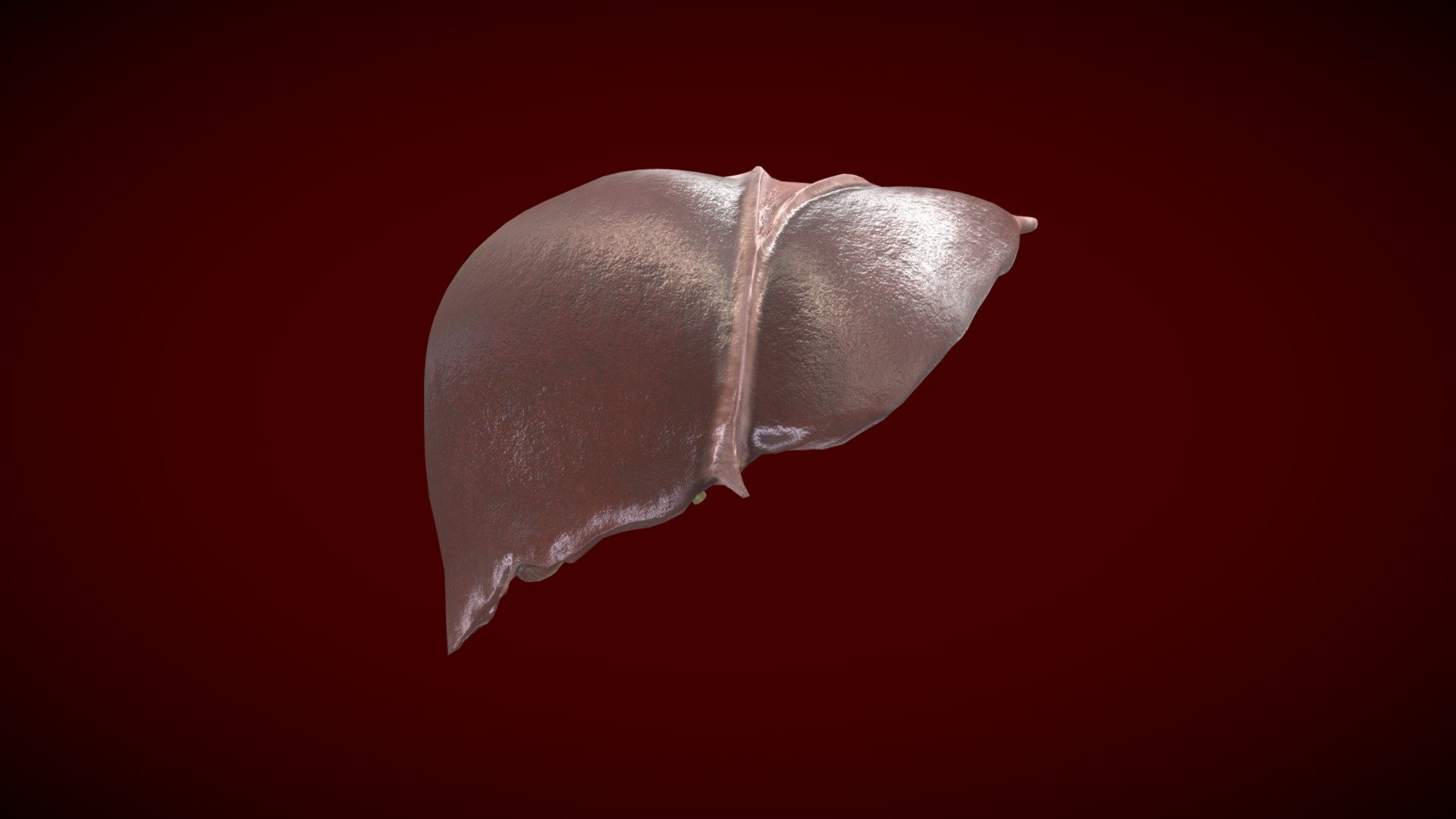 Liver - 3D model by International Medical University (IMU) e-Learning (@elearning.imu) [fefd9dd ...
