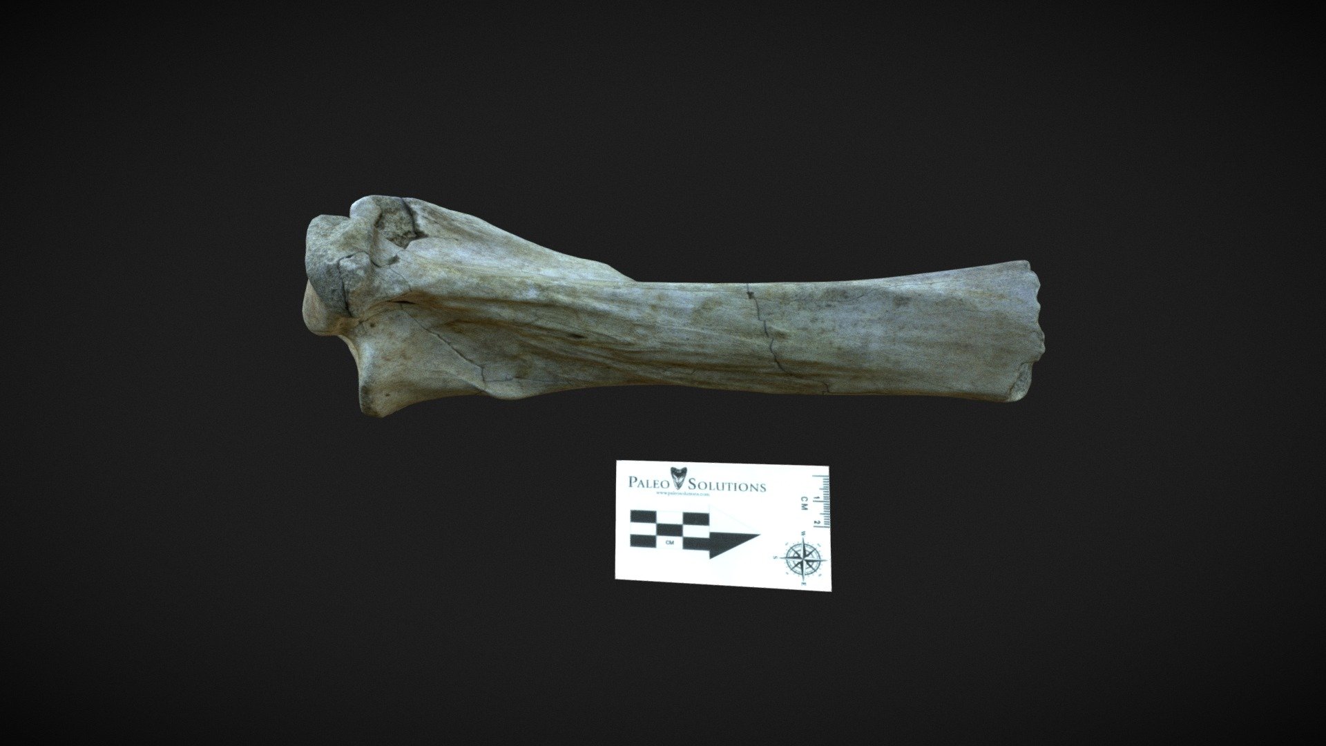 Bison antiquus tibia_version 1 - Download Free 3D model by Paleo ...