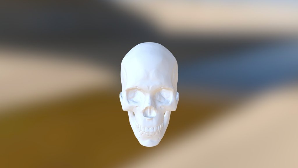 Anatomical Skull - 3D model by Sydney Cook (@scookart) [feff1e5 ...