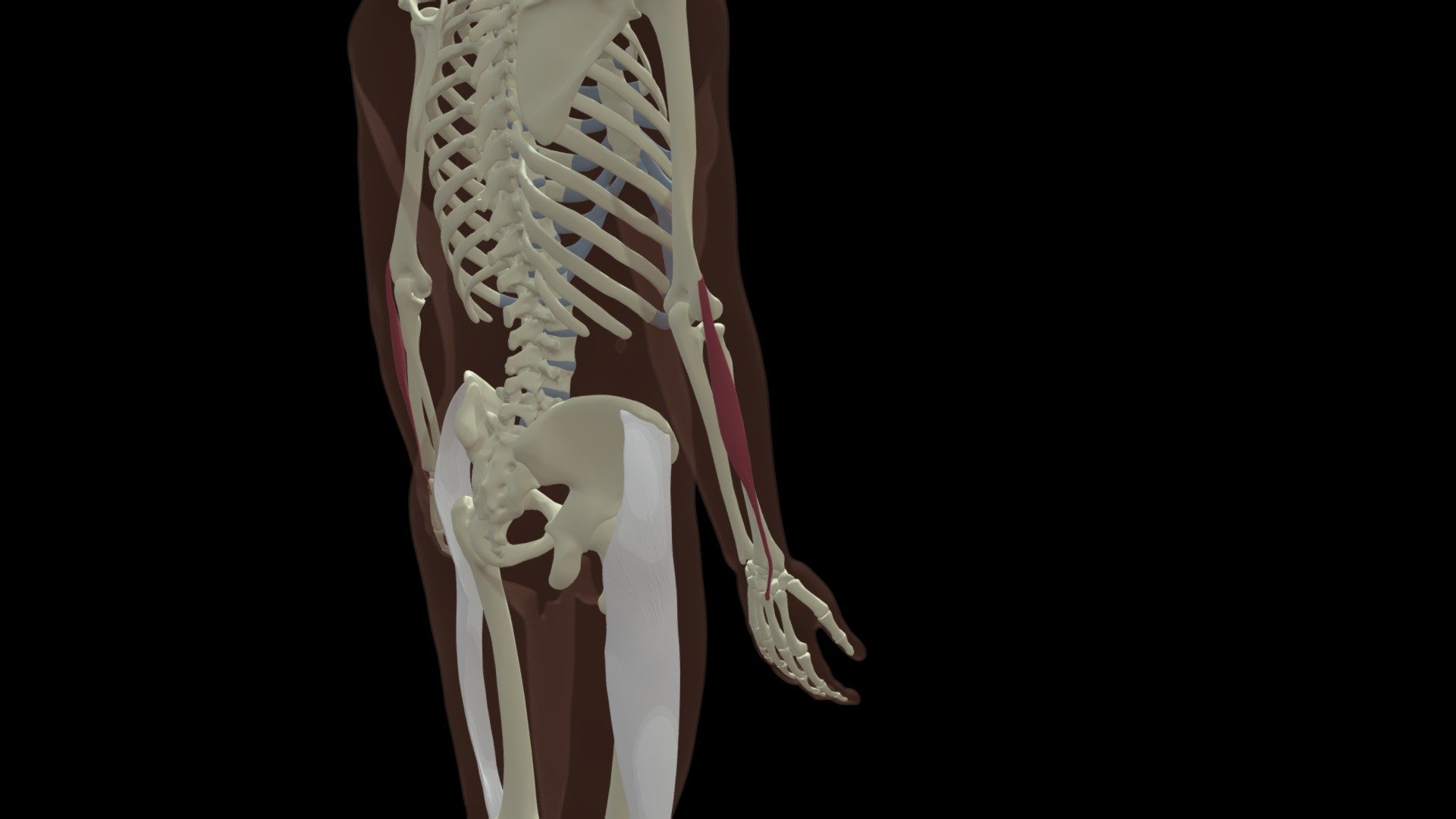 Extensor Carpi Radialis Brevis - Download Free 3D model by Anatomary ...