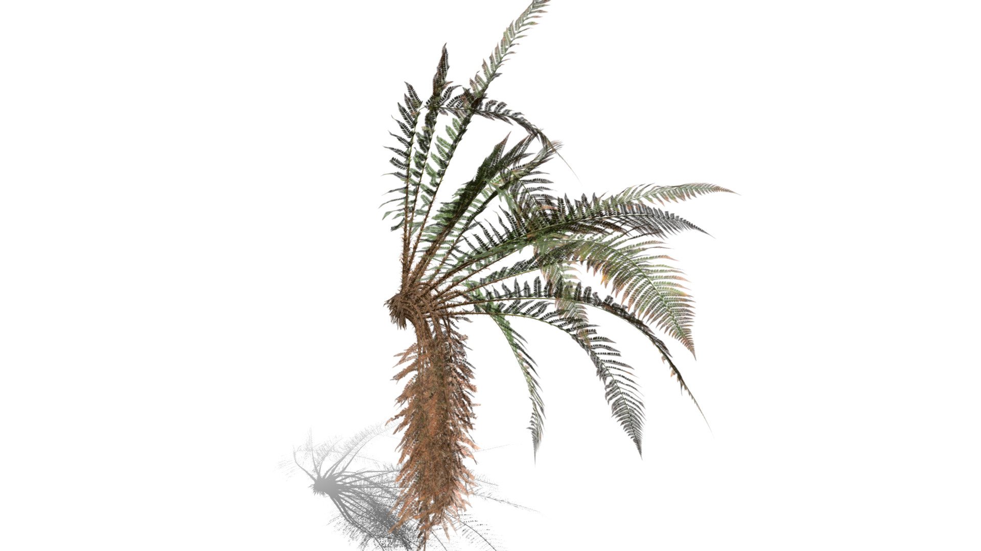 Realistic HD Male fern (45/50) - Download Free 3D model by PlantCatalog ...