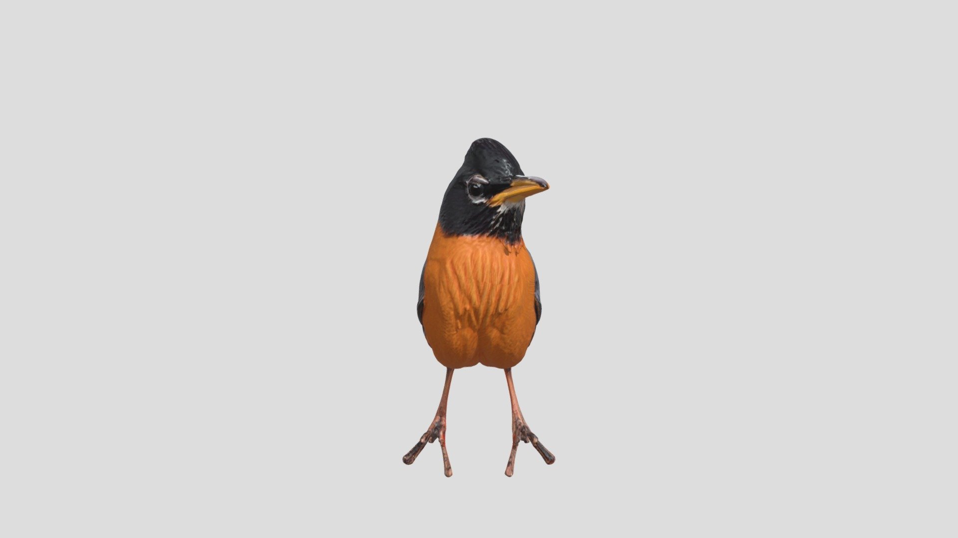 American robin - Download Free 3D model by animalica [ff1b2c8] - Sketchfab
